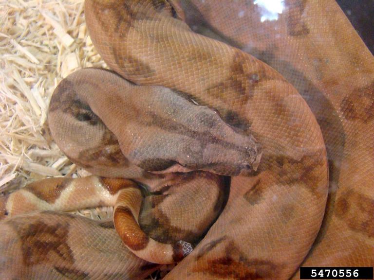 common northern boa (Boa constrictor imperator Daudin, 1803)