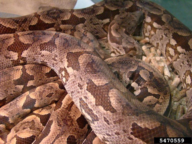 Dumeril's boa (Boa dumerili (Jan in Jan and Sordelli, 1860))