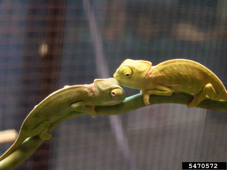 veiled chameleon (Chamaeleo calyptratus Duméril and Bibron, 1851)