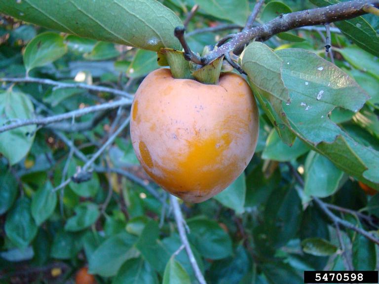 common persimmon (Diospyros virginiana L.)