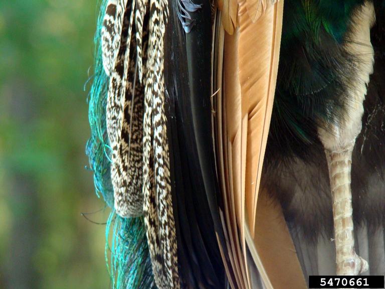 Indian peafowl (Pavo cristatus)