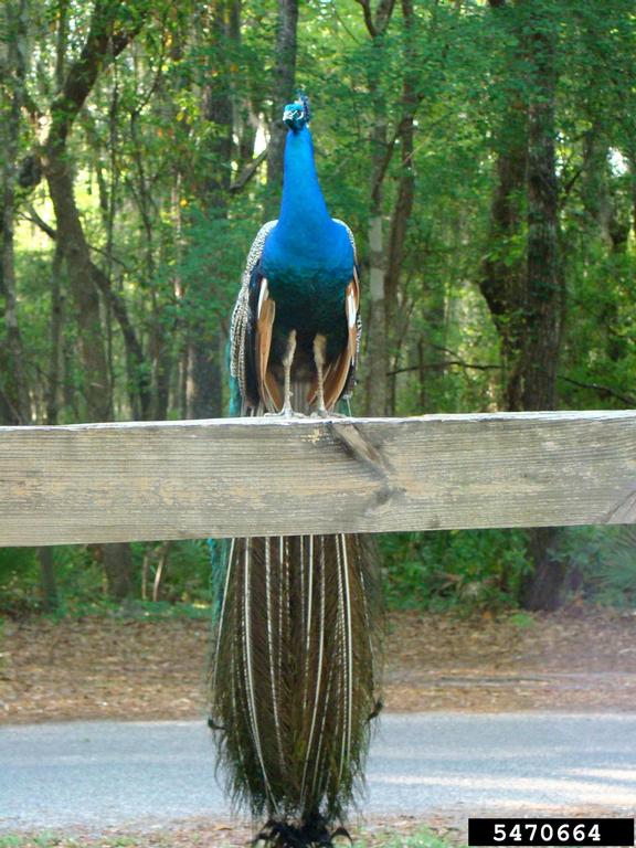 Indian peafowl (Pavo cristatus Linnaeus, 1758)