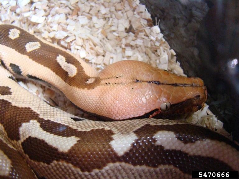 blood python (Python curtus)