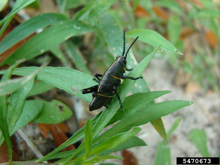 eastern lubber grasshopper (Romalea microptera (Beauvois, 1817))
