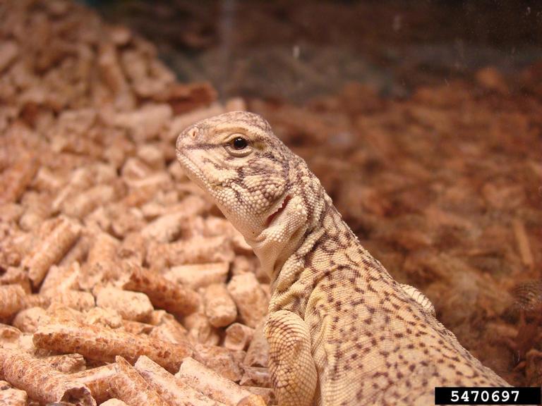 southern Saharan spiny-tailed lizard (Uromastyx dispar maliensis Joger ...