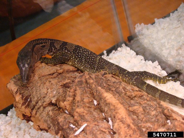 rough neck monitor (Varanus rudicollis (Gray, 1845))