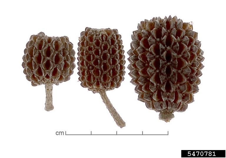 belah (Casuarina cristata F. Muell)