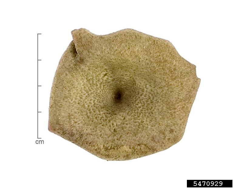 Lentinus mushroom (Lentinus polychrous Lév.)