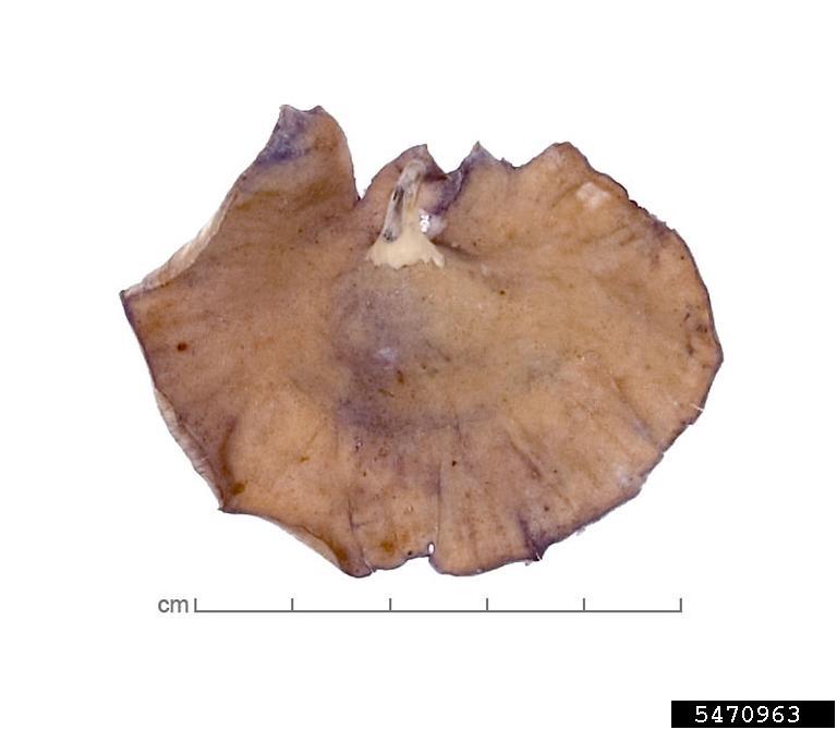 Microporus fungi, Microporus xanthopus (Polyporales: Polyporaceae ...