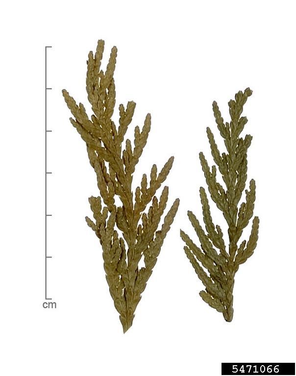 western red cedar (Thuja plicata Donn ex D. Don)