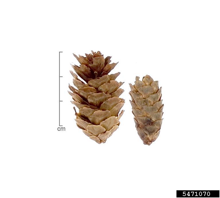 western hemlock (Tsuga heterophylla)