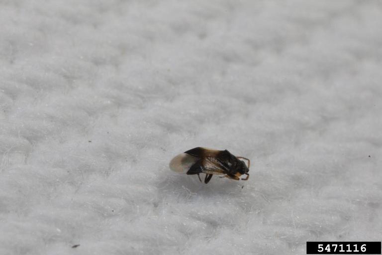 minute pirate bugs, Orius spp. (Hemiptera: Anthocoridae) - 5471116