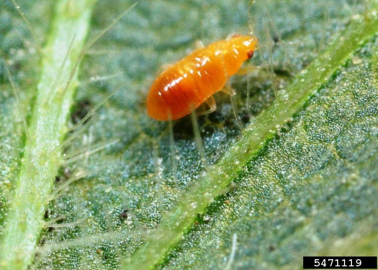 minute pirate bugs (Genus Orius)