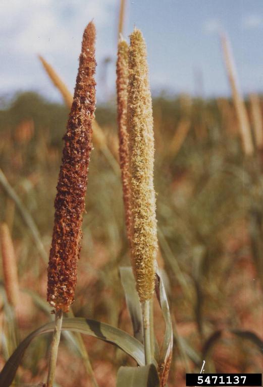 ergot (Claviceps fusiformis Loveless)