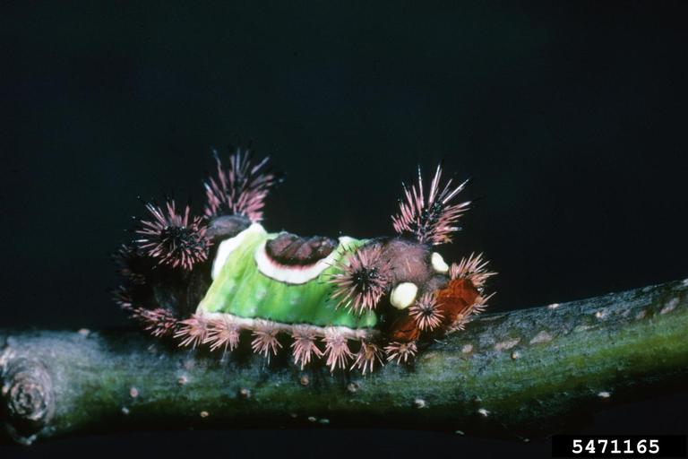 saddleback caterpillar (Acharia stimulea (Clemens))