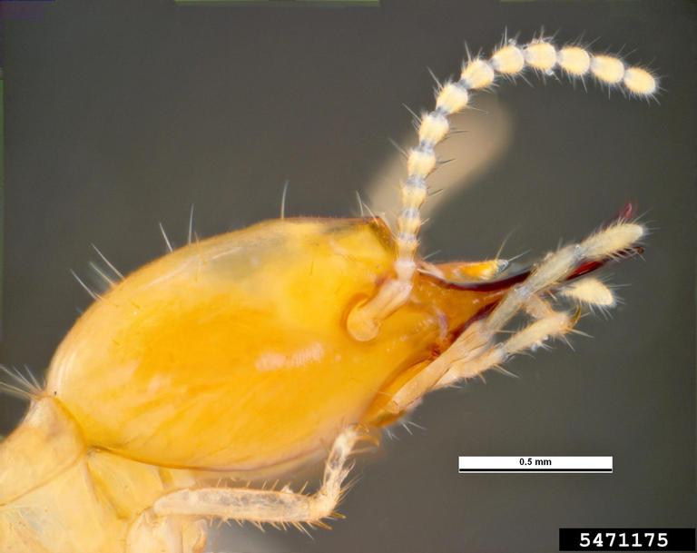 coptotermes termite (Coptotermes frenchi Hill)