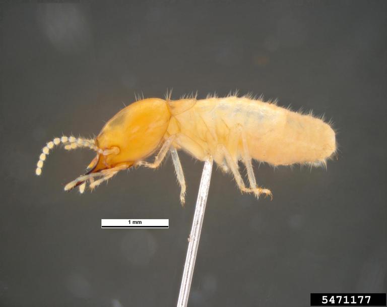 coptotermes termite (Coptotermes frenchi Hill)