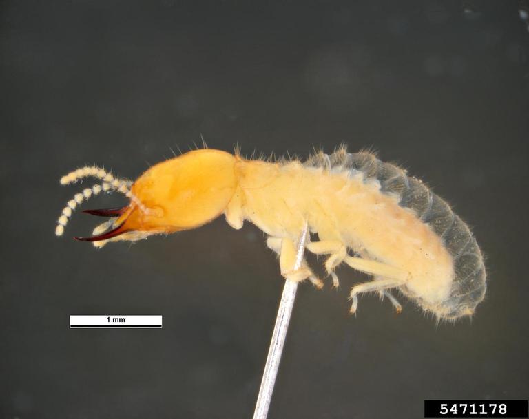coptotermes termite (Coptotermes frenchi Hill)