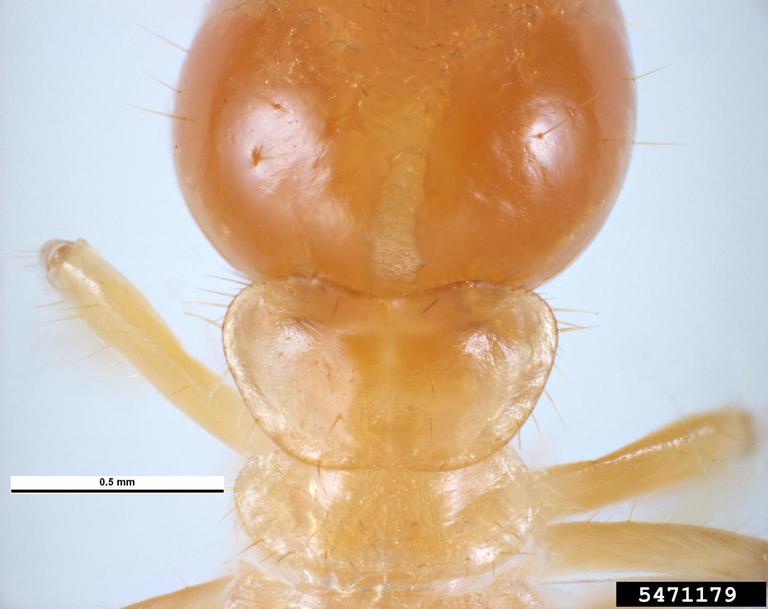 coptotermes termite (Coptotermes frenchi Hill)
