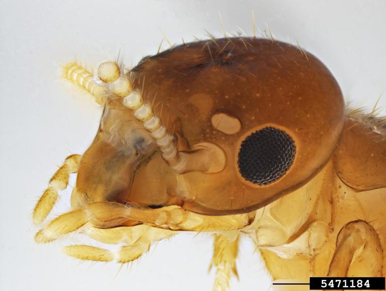 coptotermes termite (Coptotermes frenchi Hill)
