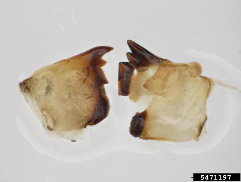 drywood termite (Cryptotermes secundus (Hill, 1925))