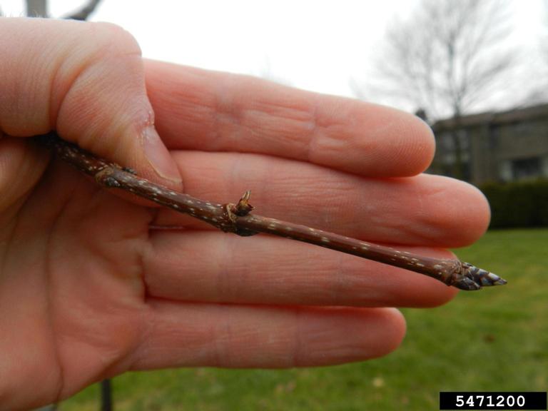 black maple (Acer nigrum)