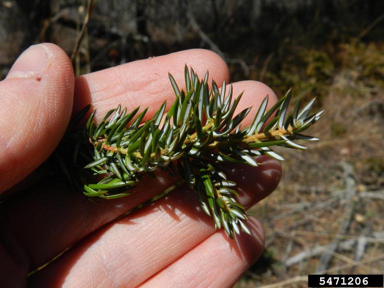 common juniper (Juniperus communis)
