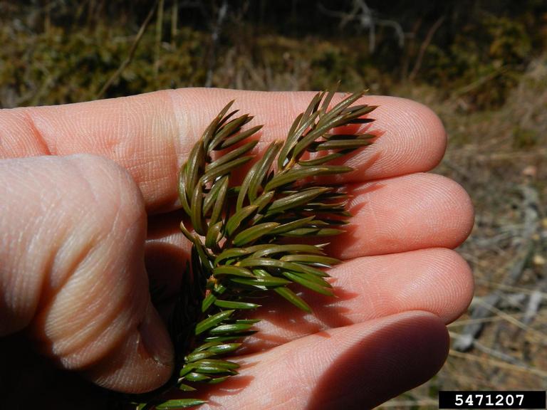common juniper (Juniperus communis L.)