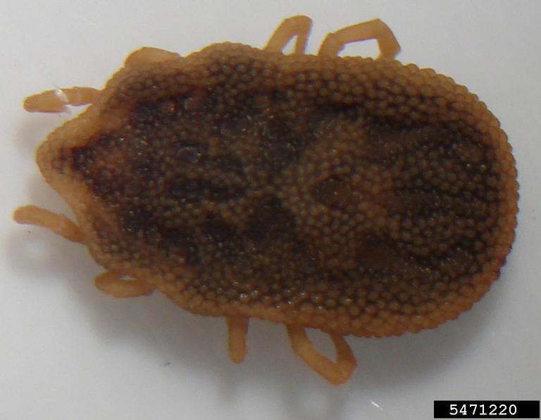 bat tick, Carios kelleyi (Acari: Argasidae) - 5471220