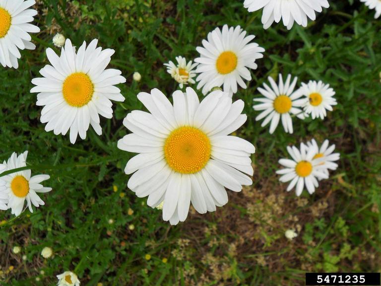 oxeye daisy (Leucanthemum vulgare Lam.)