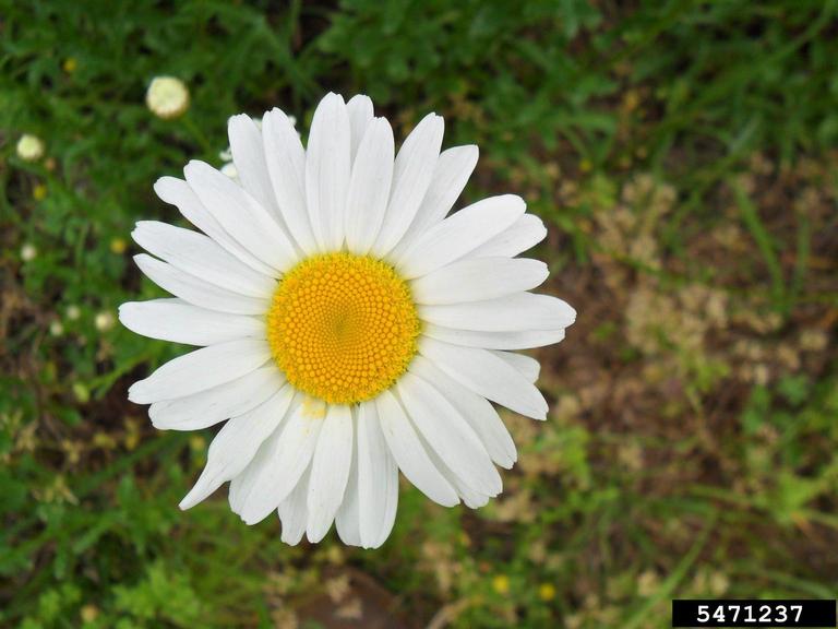 oxeye daisy (Leucanthemum vulgare Lam.)