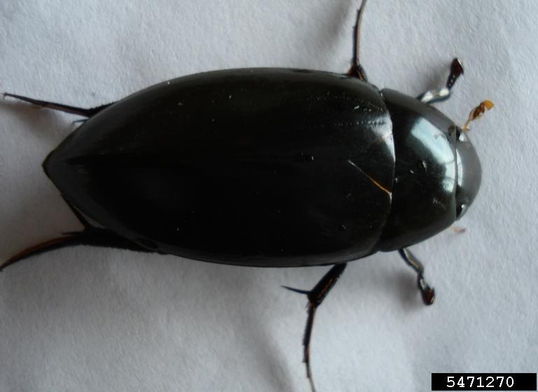 Hydrophilus Giant Water Scavenger Beetle