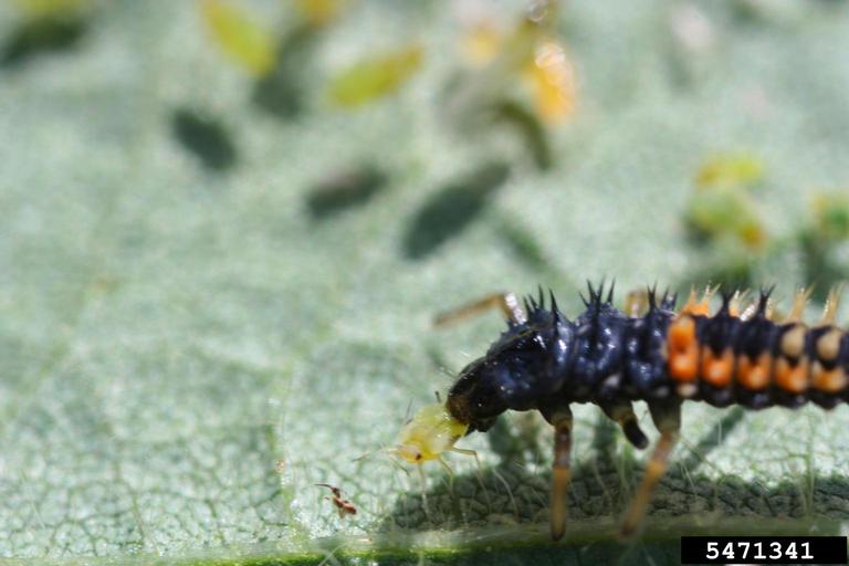 lady beetles (family Coccinellidae) (Family Coccinellidae)