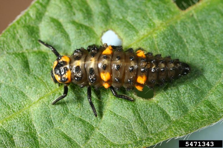 lady beetles (family Coccinellidae) (Family Coccinellidae)