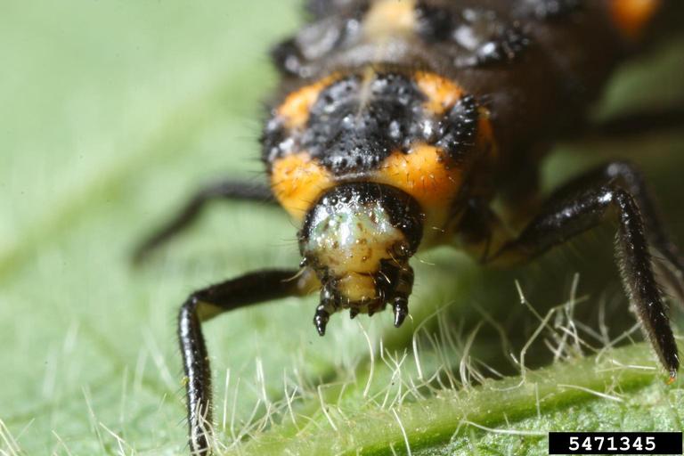 lady beetles (family Coccinellidae) (Family Coccinellidae)