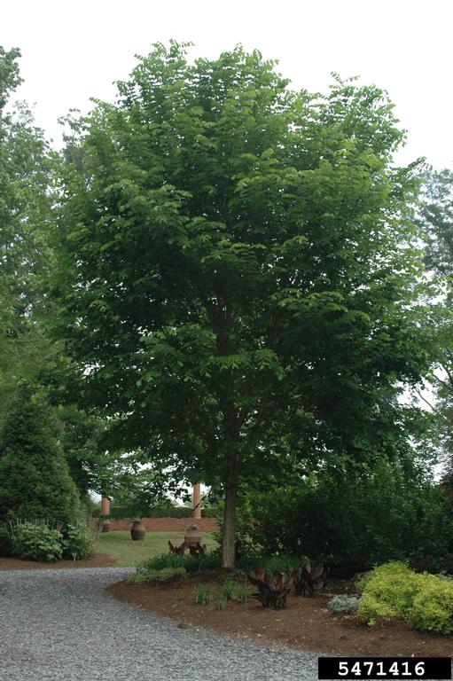 American elm (Ulmus americana L.)