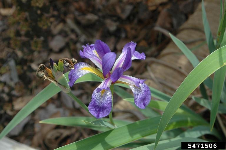 Virginia iris (Iris virginica L.)