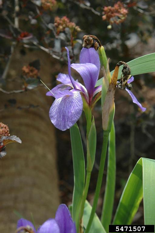 Virginia iris (Iris virginica L.)