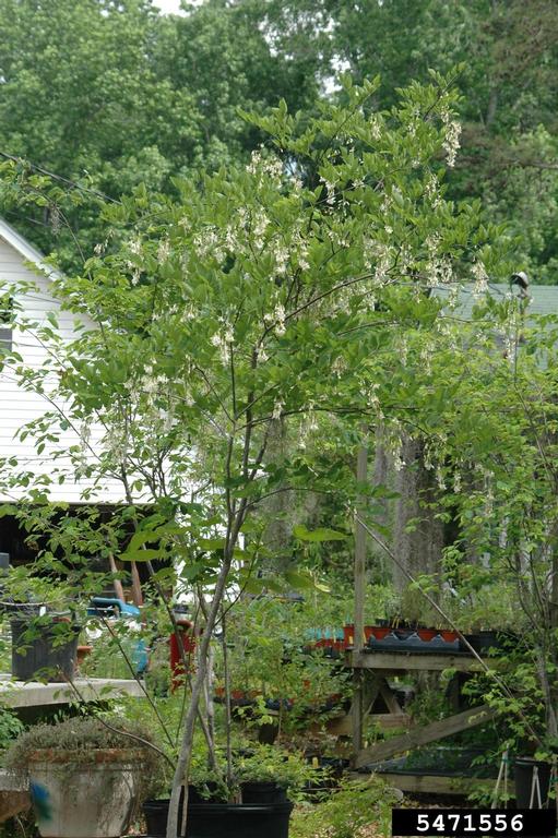 Kentucky yellowwood (Cladrastis kentukea)