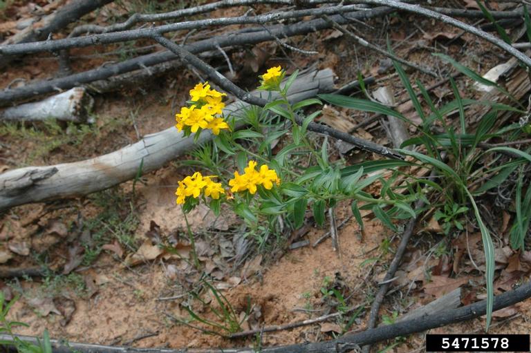 hoary puccoon (Lithospermum canescens (Michx.) Lehm.)