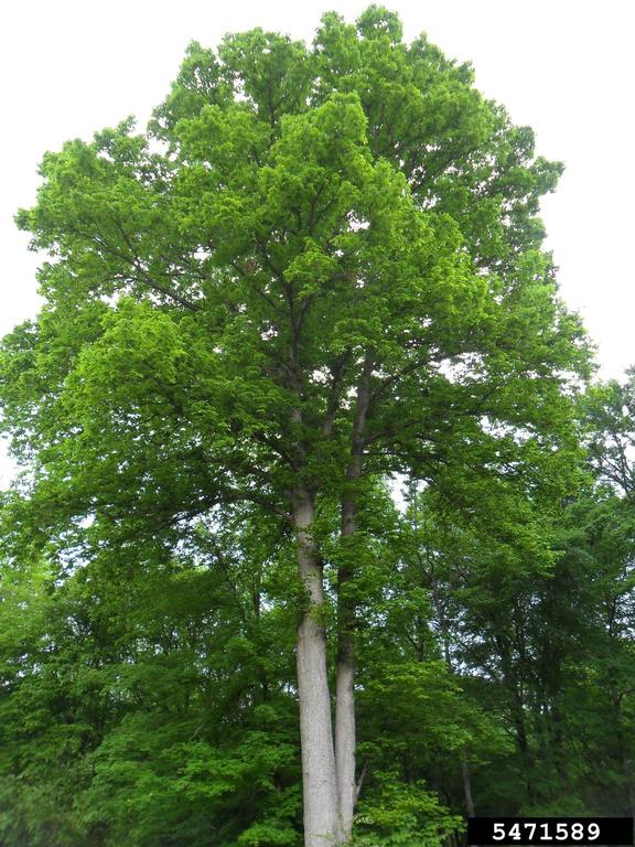 swamp chestnut oak (Quercus michauxii)