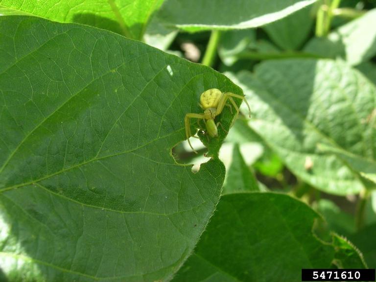 crab spiders (family Thomisidae) (Family Thomisidae)