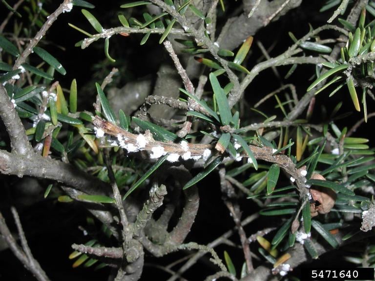 hemlock woolly adelgid (Adelges tsugae), Adelges tsugae (Hemiptera ...