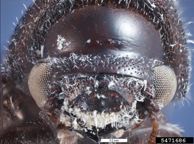 larger grain borer (Prostephanus truncatus)