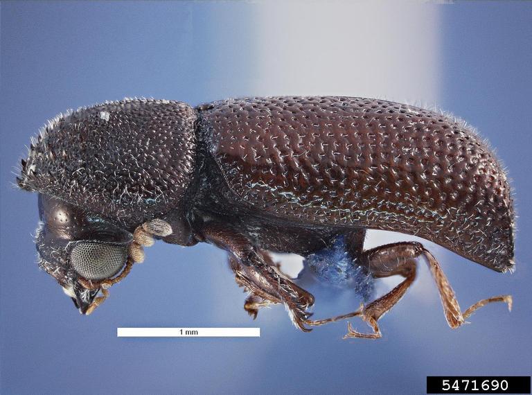 larger grain borer (Prostephanus truncatus (Horn, 1878))