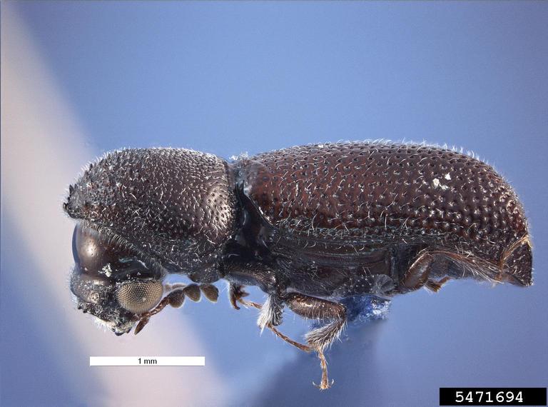 larger grain borer (Prostephanus truncatus (Horn, 1878))