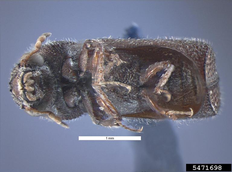 larger grain borer (Prostephanus truncatus (Horn, 1878))