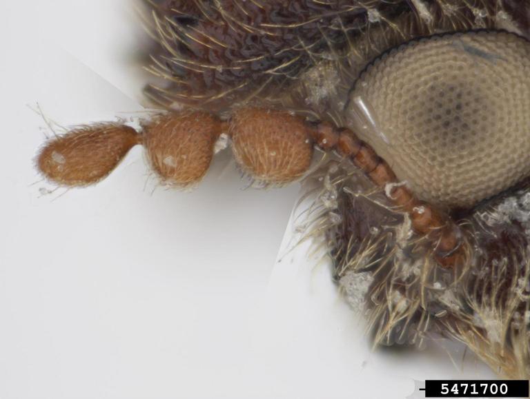 larger grain borer (Prostephanus truncatus)