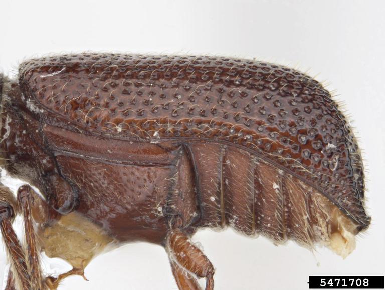 larger grain borer (Prostephanus truncatus (Horn, 1878))