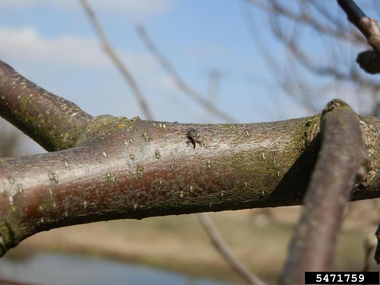 apple blossom weevil (Anthonomus pomorum)